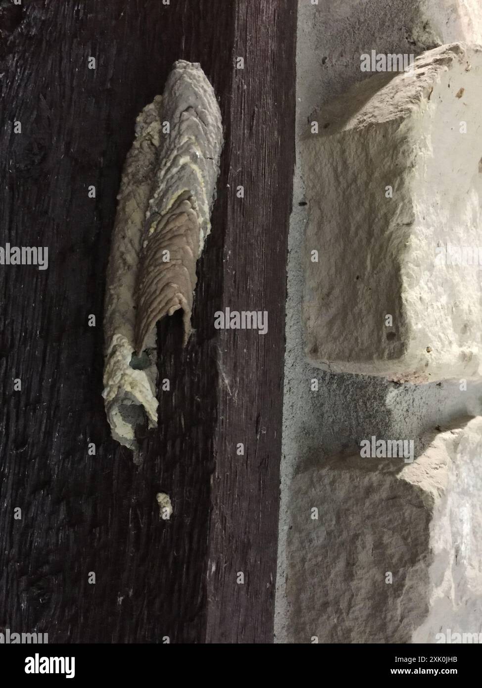 Organ-pipe Mud-dauber Wasp (Trypoxylon politum) Insecta Stock Photo - Alamy