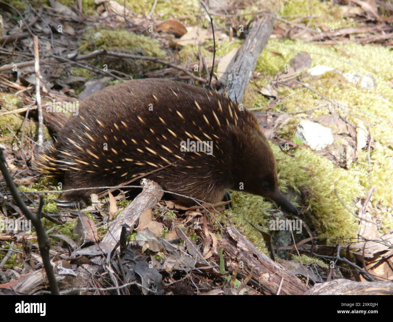 Tasmanian Echidna (Tachyglossus aculeatus setosus) Mammalia Stock Photo ...