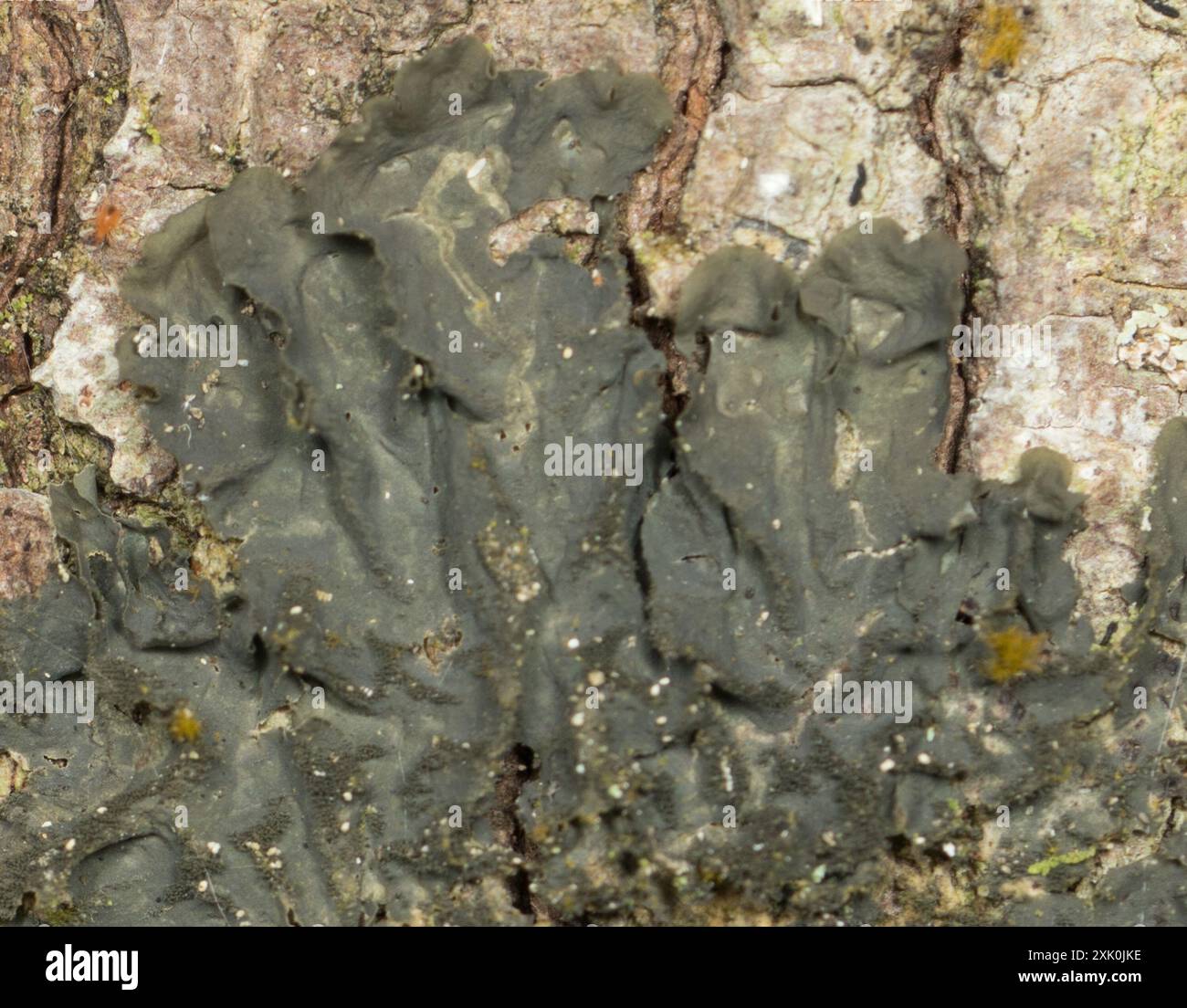 Tree Jelly Lichens (Collema) Fungi Stock Photo - Alamy