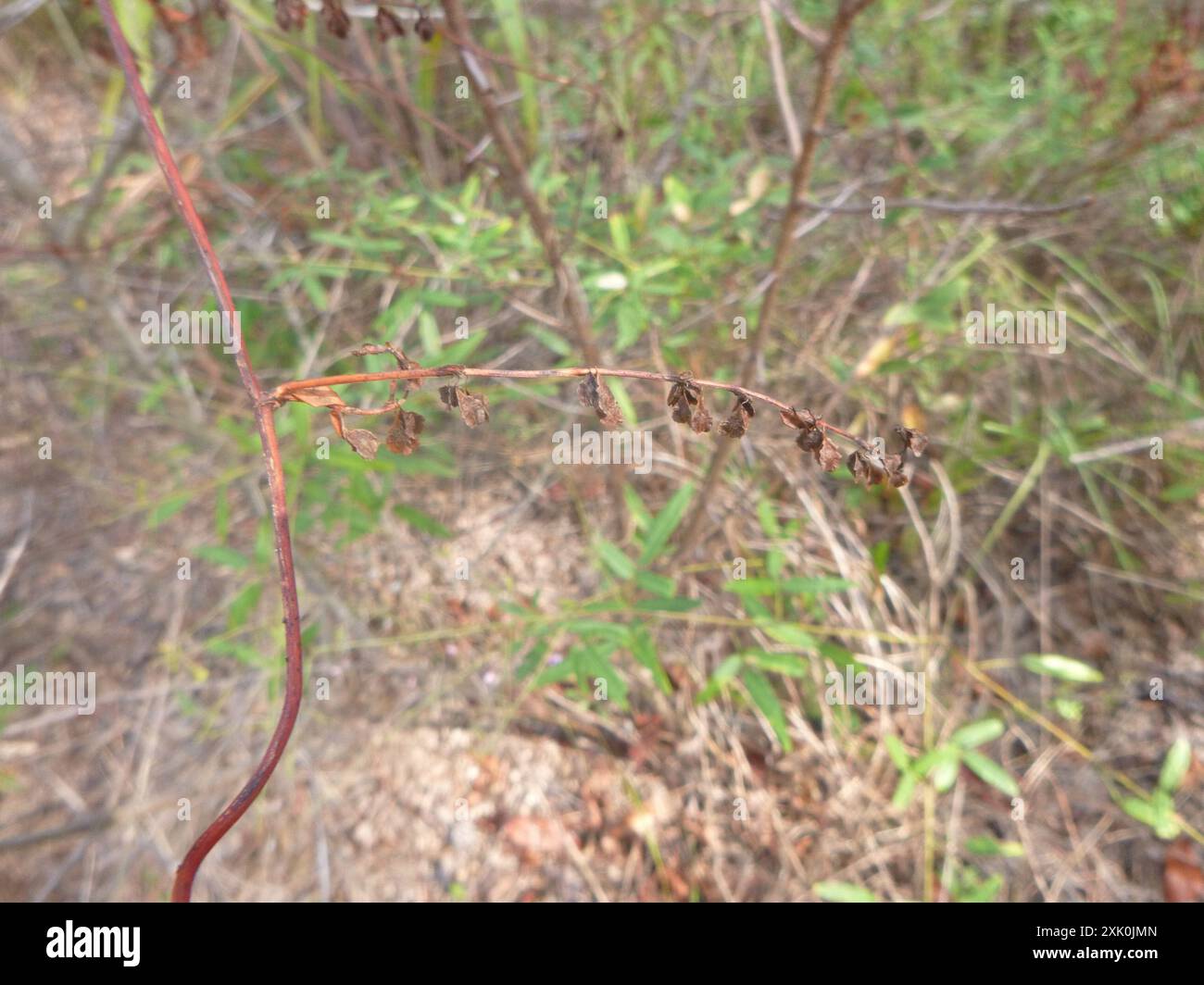 Climbing Buckwheat (Fallopia cristata) Plantae Stock Photo - Alamy