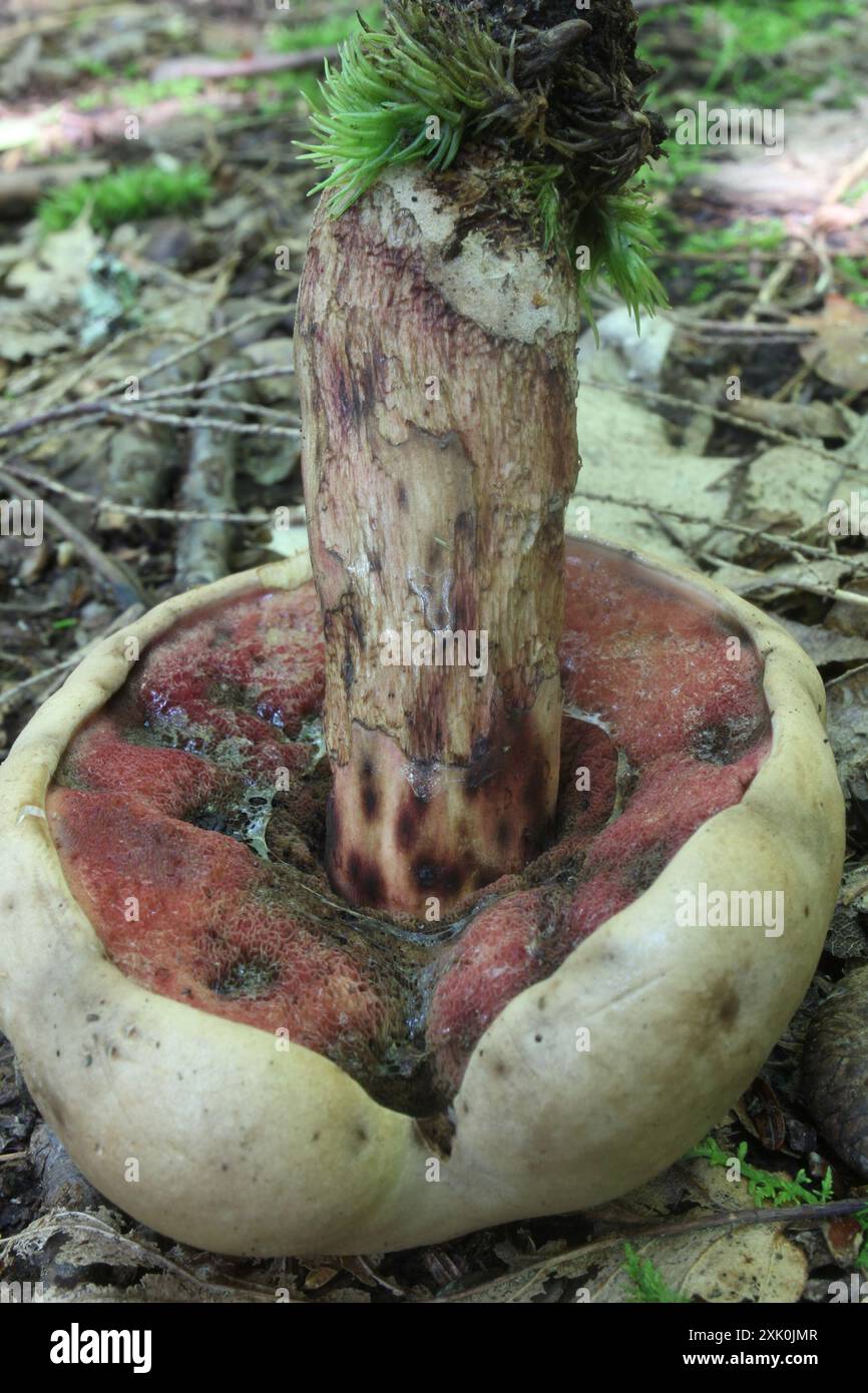 (Caloboletus firmus) Fungi Stock Photo - Alamy