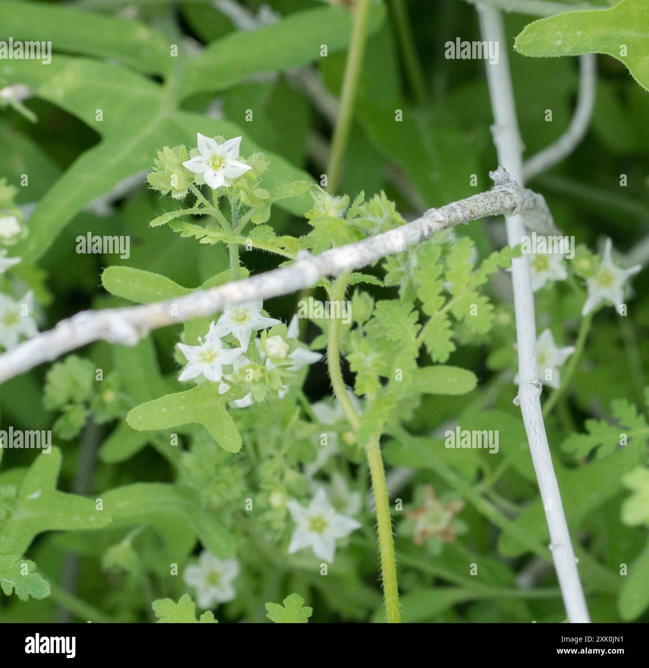 white fiesta flower (Pholistoma membranaceum) Plantae Stock Photo - Alamy