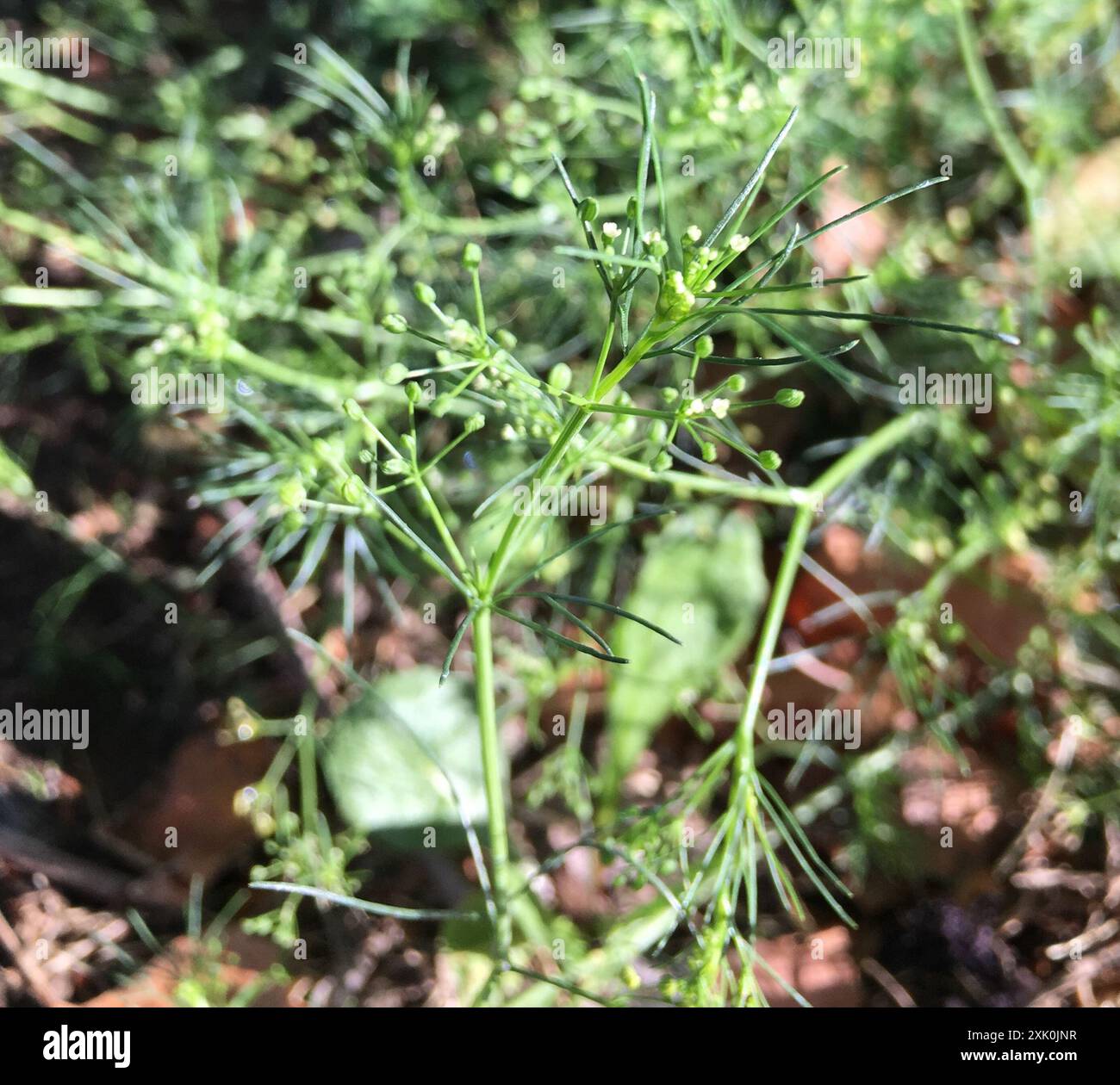 Marsh parsley (Cyclospermum leptophyllum) Plantae Stock Photo - Alamy