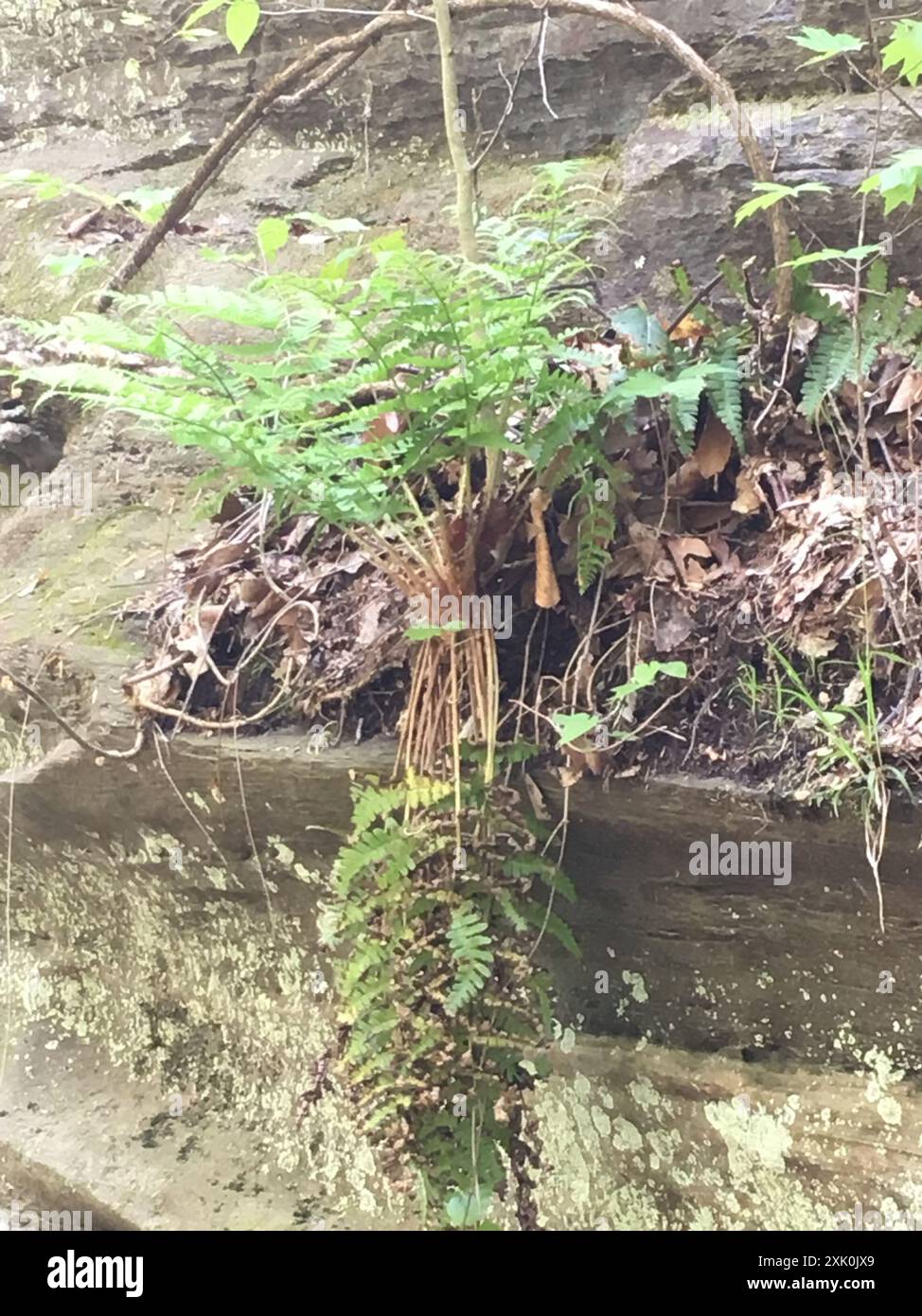 marginal wood fern (Dryopteris marginalis) Plantae Stock Photo - Alamy