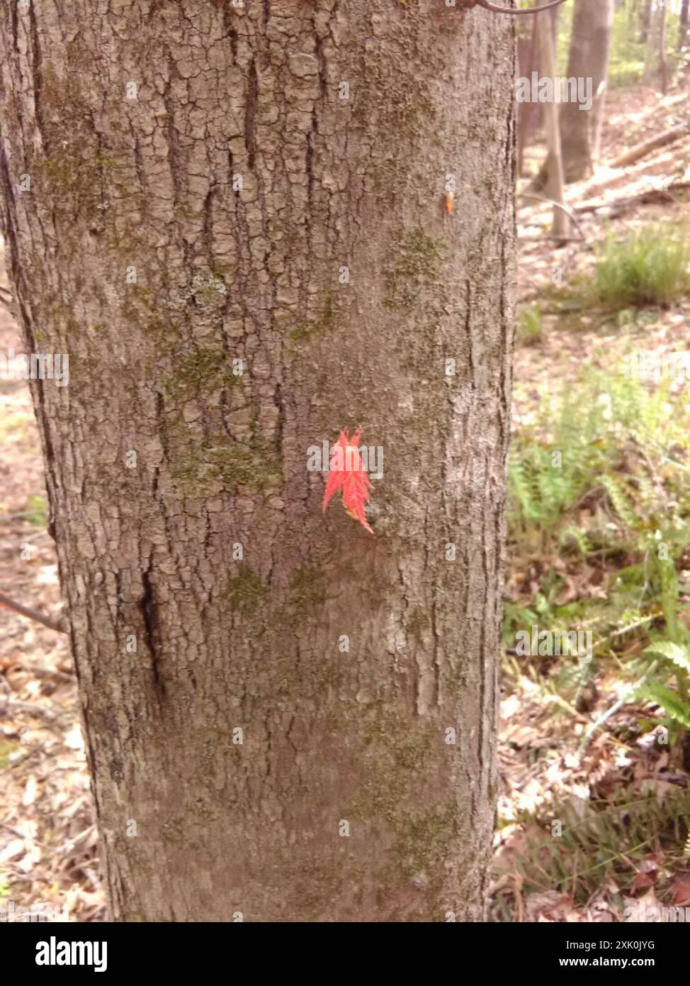 red maple (Acer rubrum) Plantae Stock Photo - Alamy