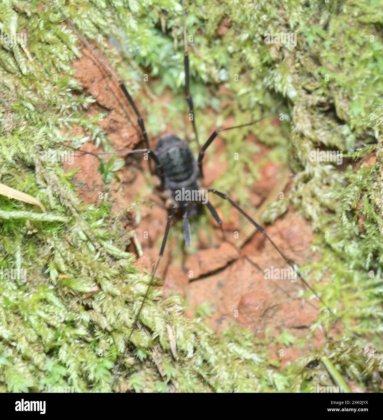 Protolophus hi-res stock photography and images - Alamy