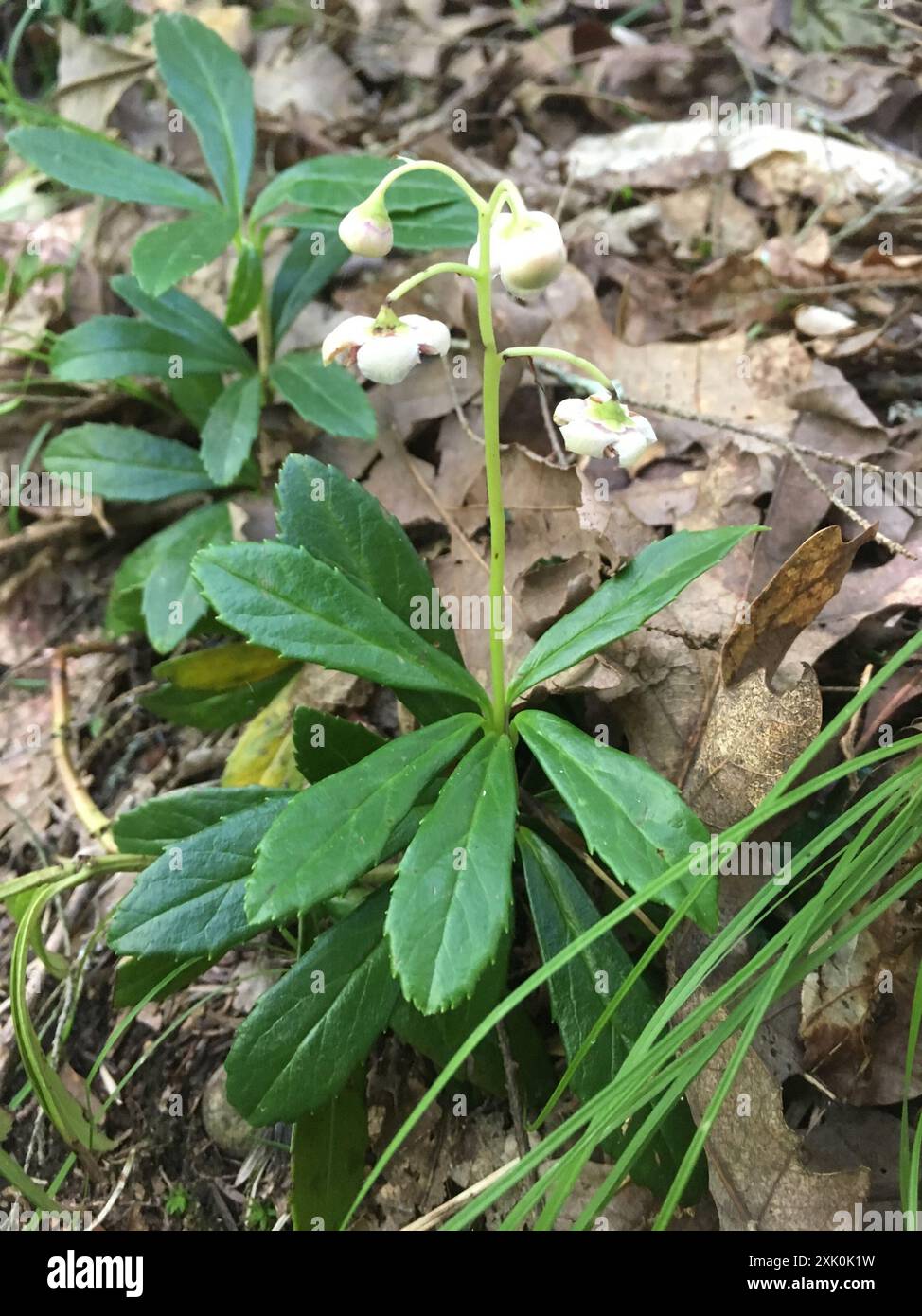 pipsissewa (Chimaphila umbellata) Plantae Stock Photo - Alamy