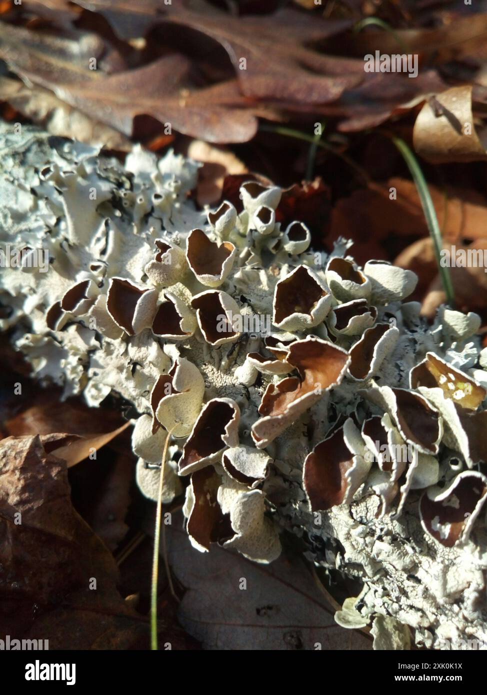 Unperforated Ruffle (Parmotrema submarginale) Fungi Stock Photo - Alamy