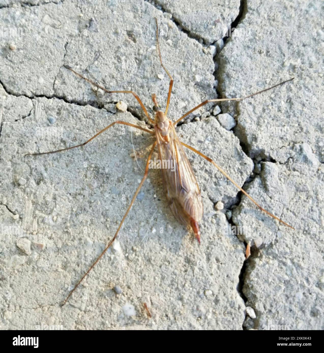 Crane Flies (Tipulomorpha) Insecta Stock Photo - Alamy