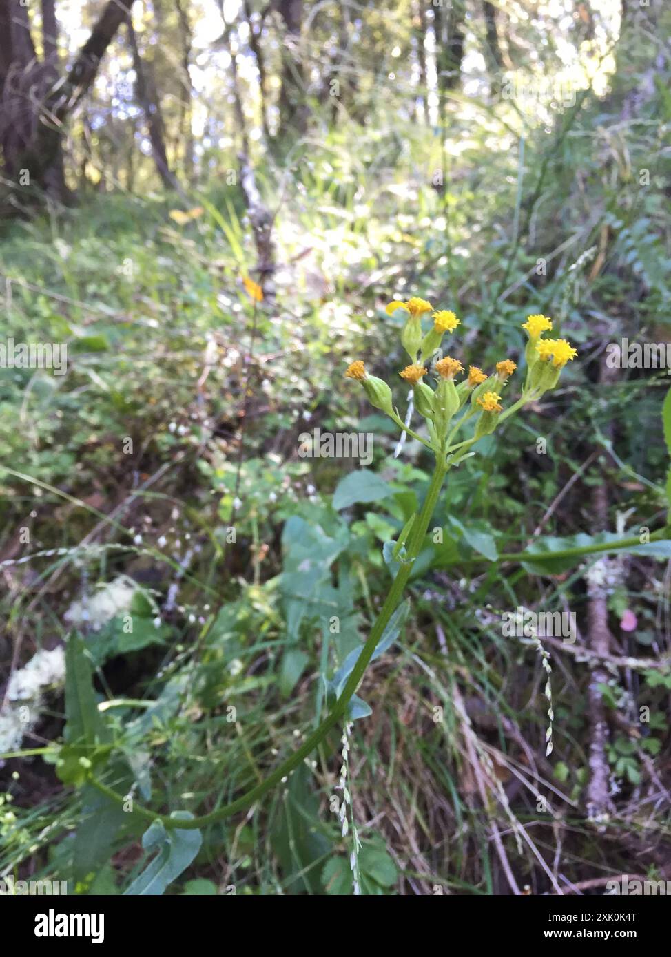 rayless ragwort (Senecio aronicoides) Plantae Stock Photo - Alamy