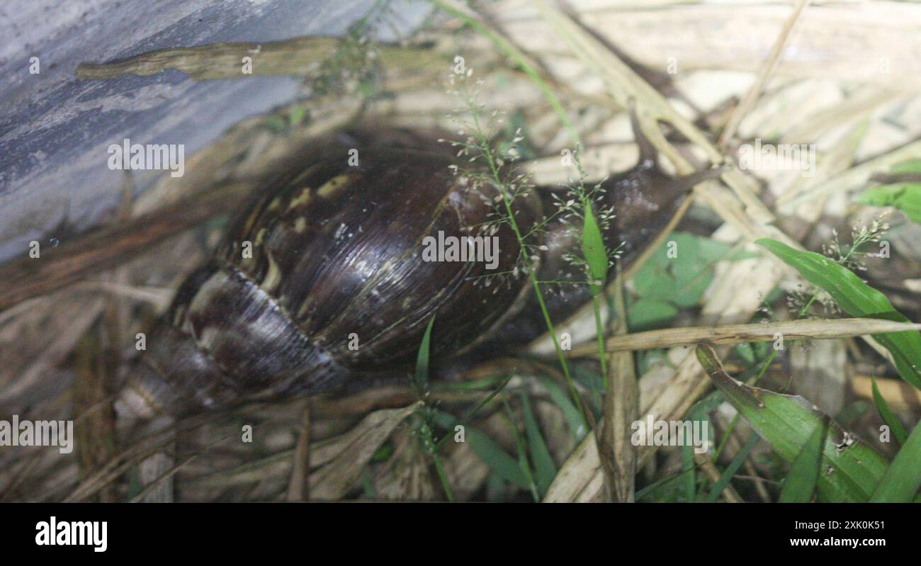 African Giant Snail (Lissachatina fulica) Mollusca Stock Photo - Alamy