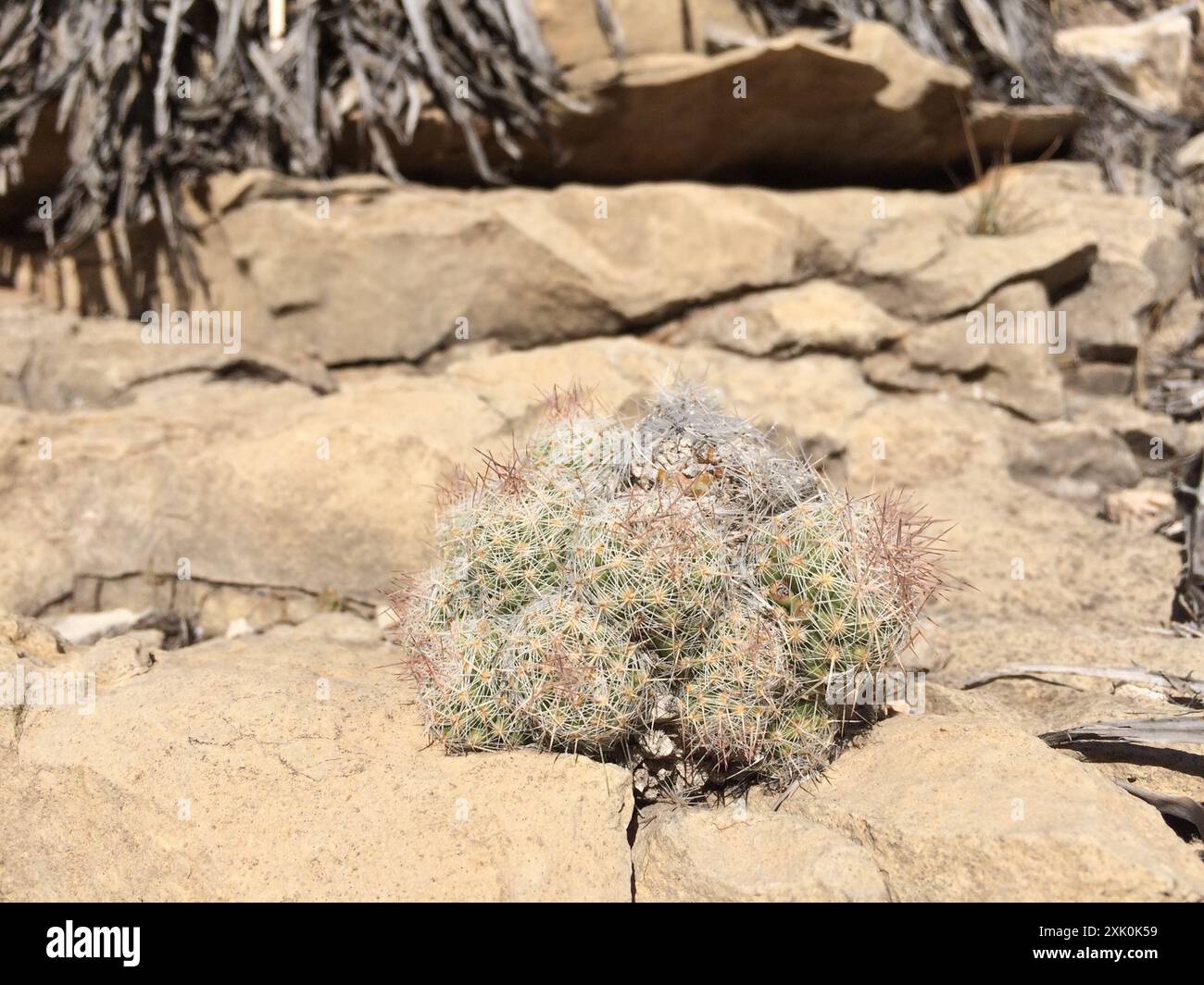 Whitecolumn Foxtail Cactus (Escobaria tuberculosa) Plantae Stock Photo ...