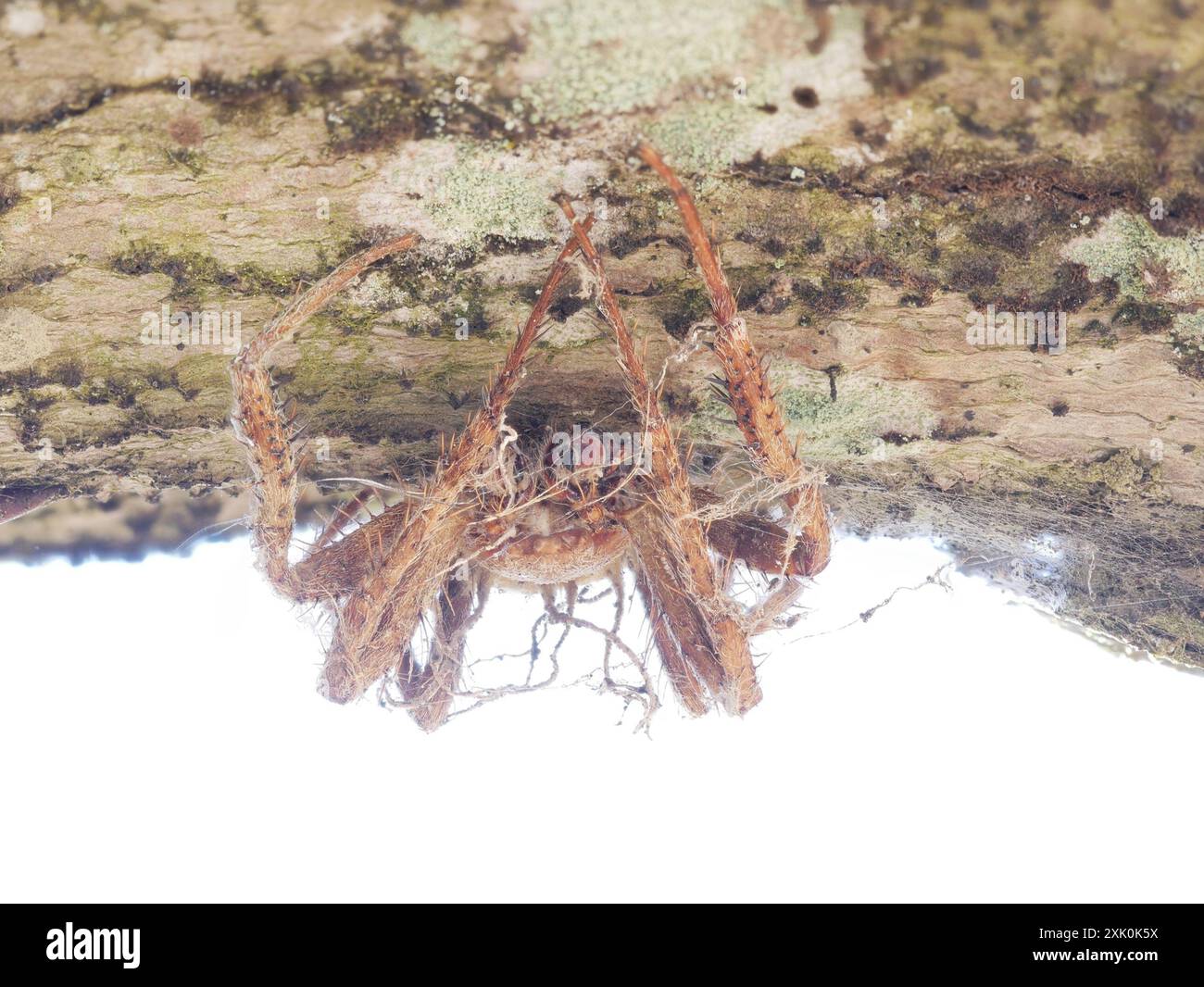 Luzulae hi-res stock photography and images - Alamy