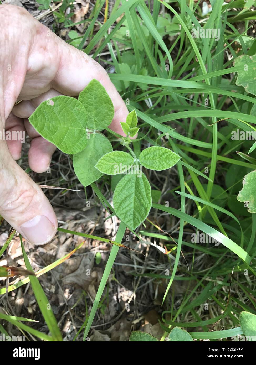 Twining Snoutbean (Rhynchosia tomentosa) Plantae Stock Photo - Alamy