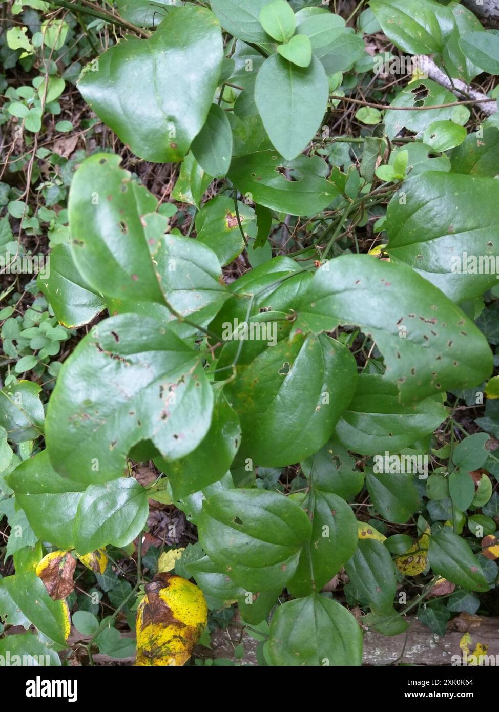 roundleaf greenbrier (Smilax rotundifolia) Plantae Stock Photo - Alamy