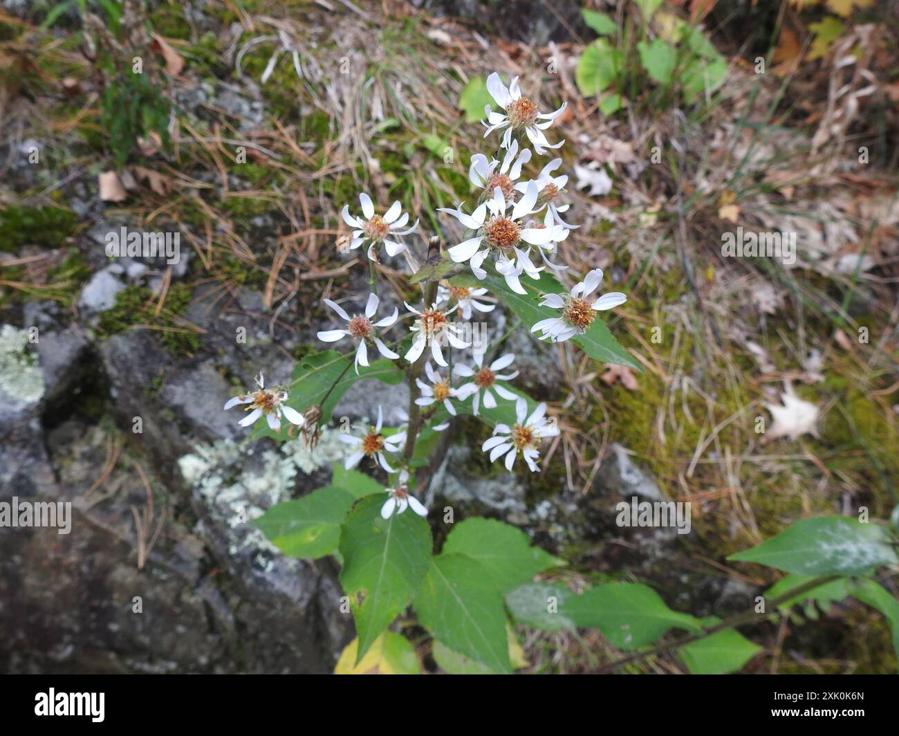 large-leaved aster (Eurybia macrophylla) Plantae Stock Photo - Alamy