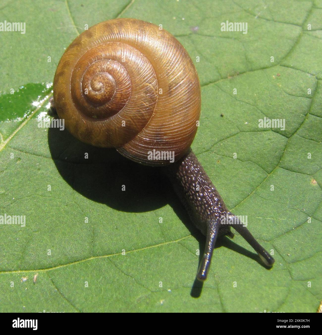 Common Land Snails and Slugs (Stylommatophora) Mollusca Stock Photo - Alamy