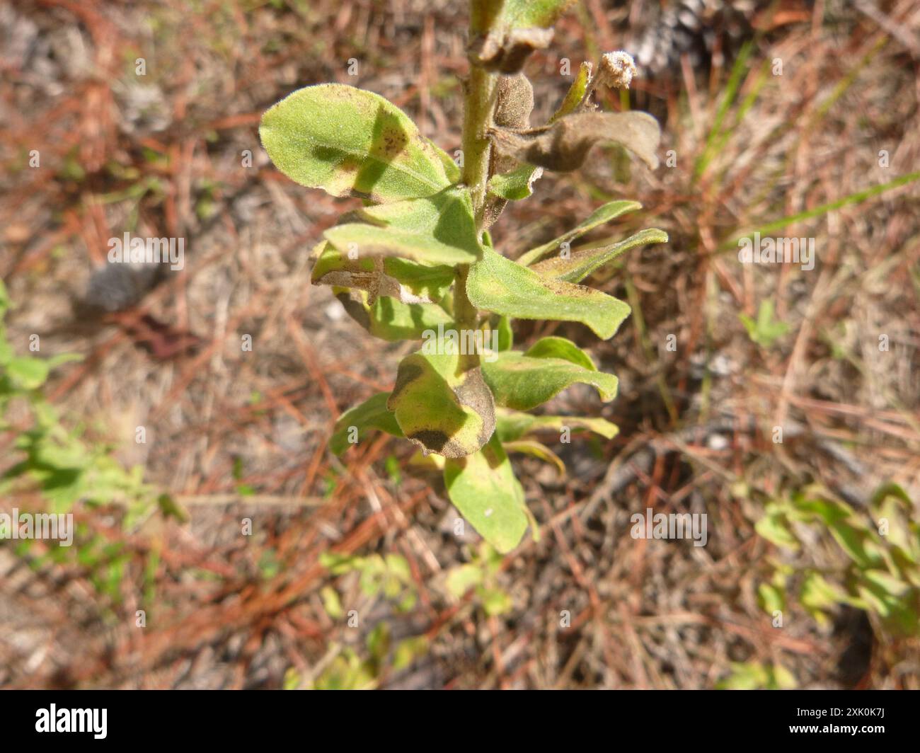 Dixie aster (Sericocarpus tortifolius) Plantae Stock Photo - Alamy