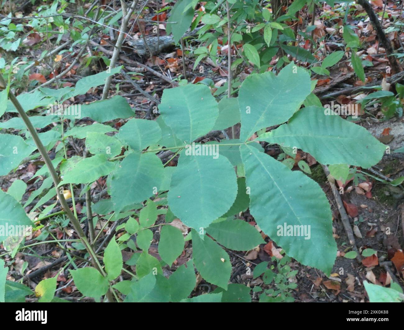 bitternut hickory (Carya cordiformis) Plantae Stock Photo - Alamy