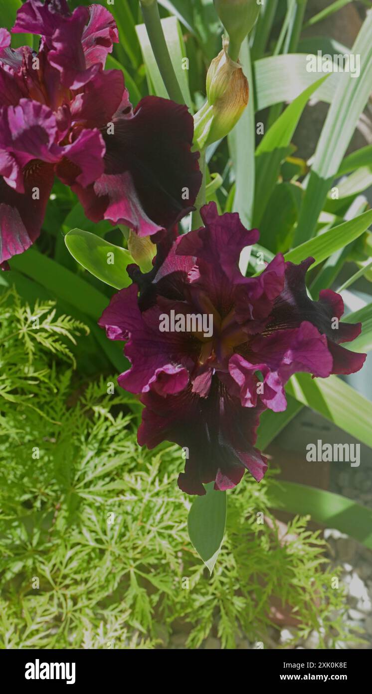 Looking down at the center of a tall burgundy and yellow Bearded Iris ...