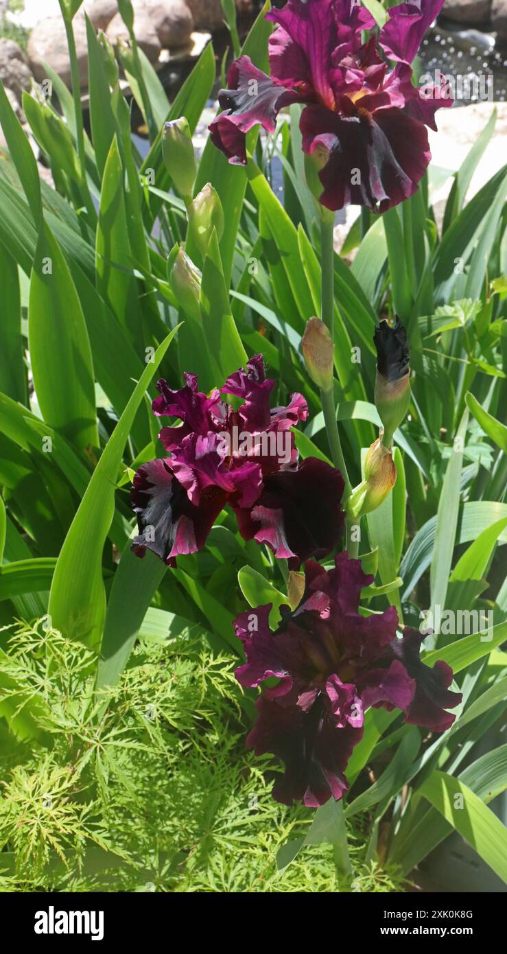 Looking down at the tall burgundy and yellow Bearded Iris flowers with ...