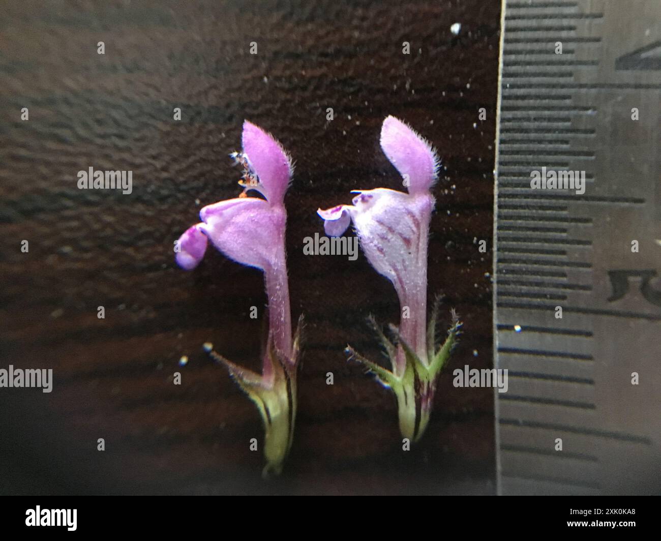 cutleaf deadnettle (Lamium hybridum) Plantae Stock Photo - Alamy