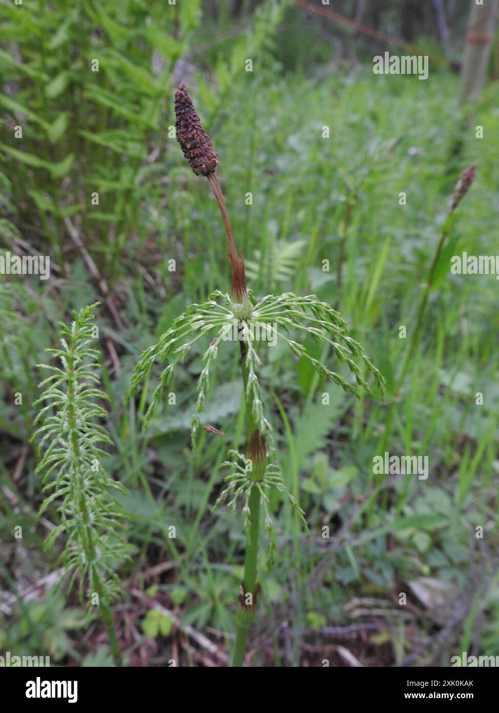 wood horsetail (Equisetum sylvaticum) Plantae Stock Photo - Alamy