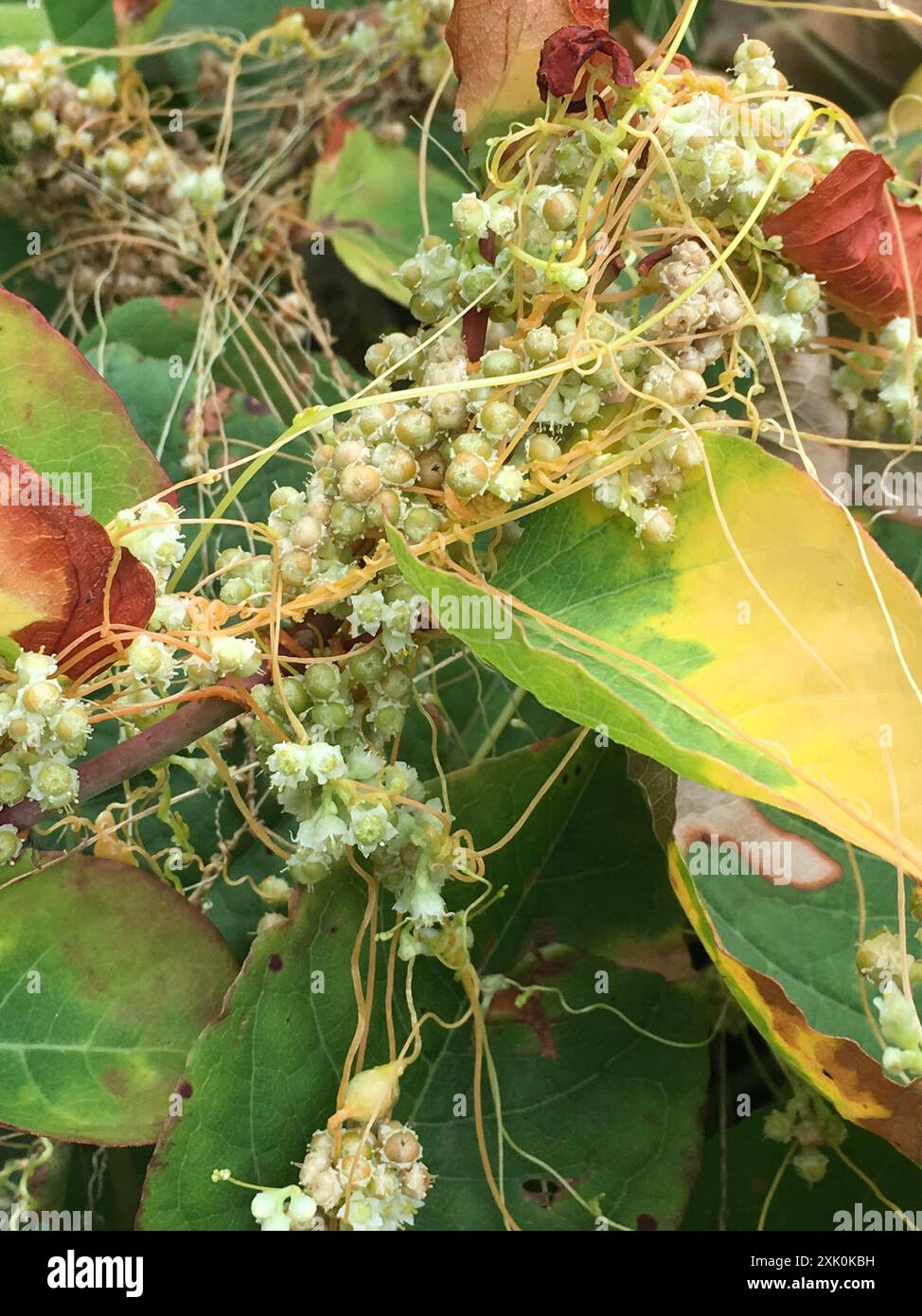 Five Angled Dodder (Cuscuta pentagona) Plantae Stock Photo - Alamy