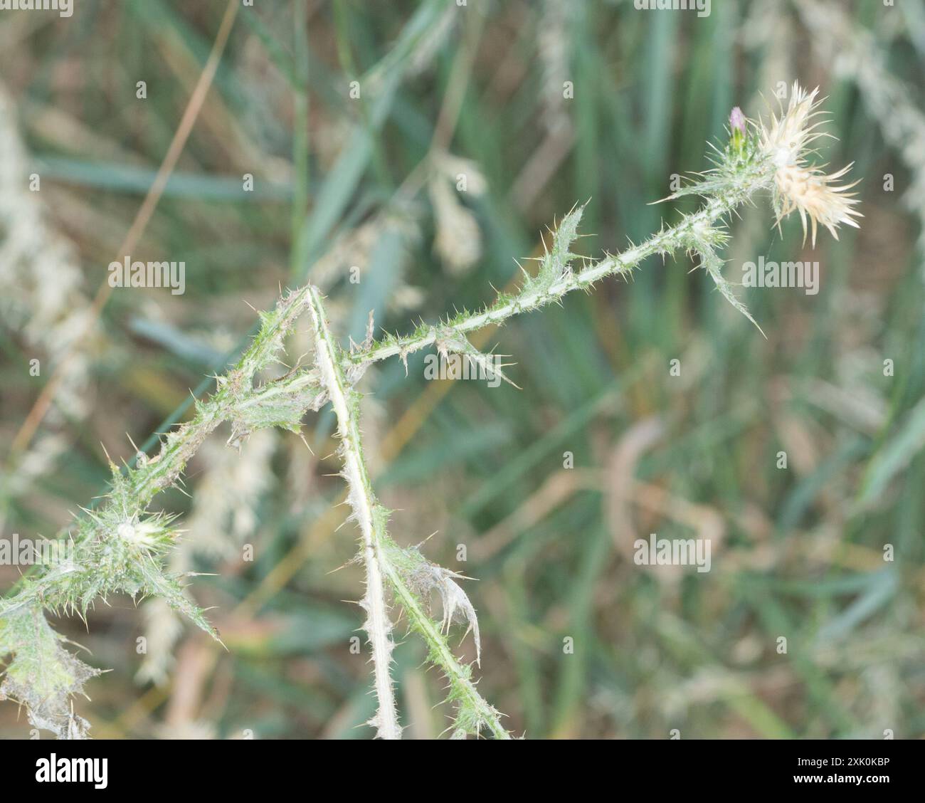 Italian thistle (Carduus pycnocephalus) Plantae Stock Photo - Alamy