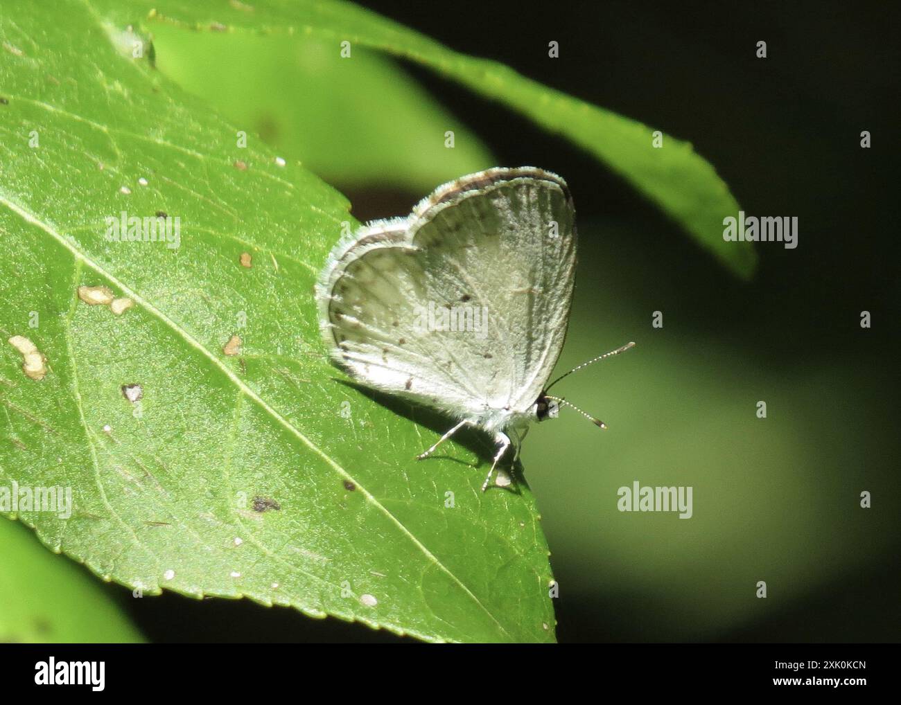 Summer Azure (Celastrina neglecta) Insecta Stock Photo - Alamy
