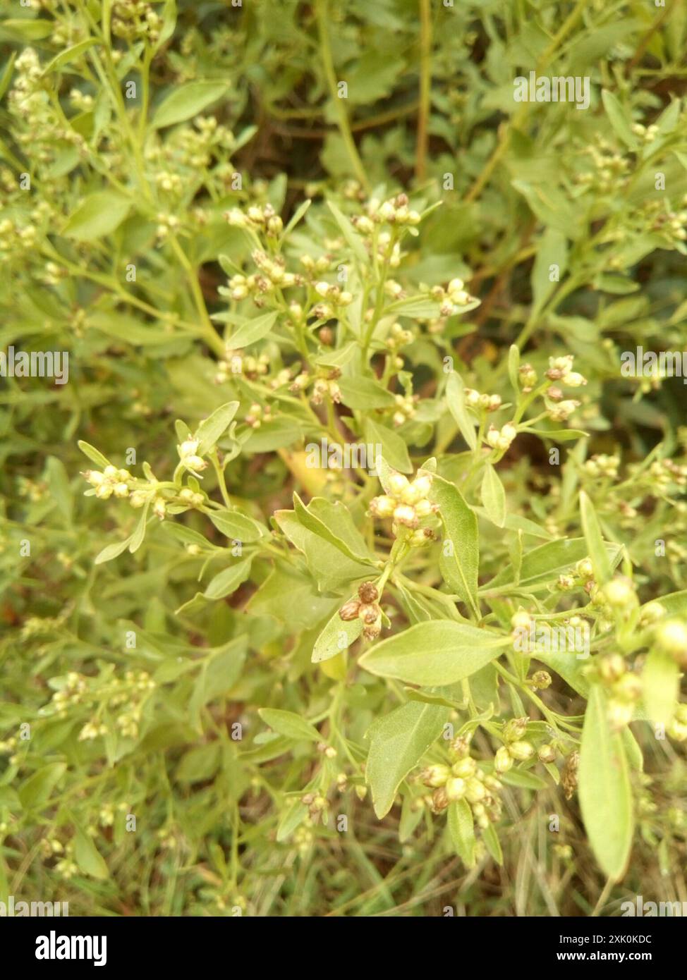 groundsel tree (Baccharis halimifolia) Plantae Stock Photo - Alamy