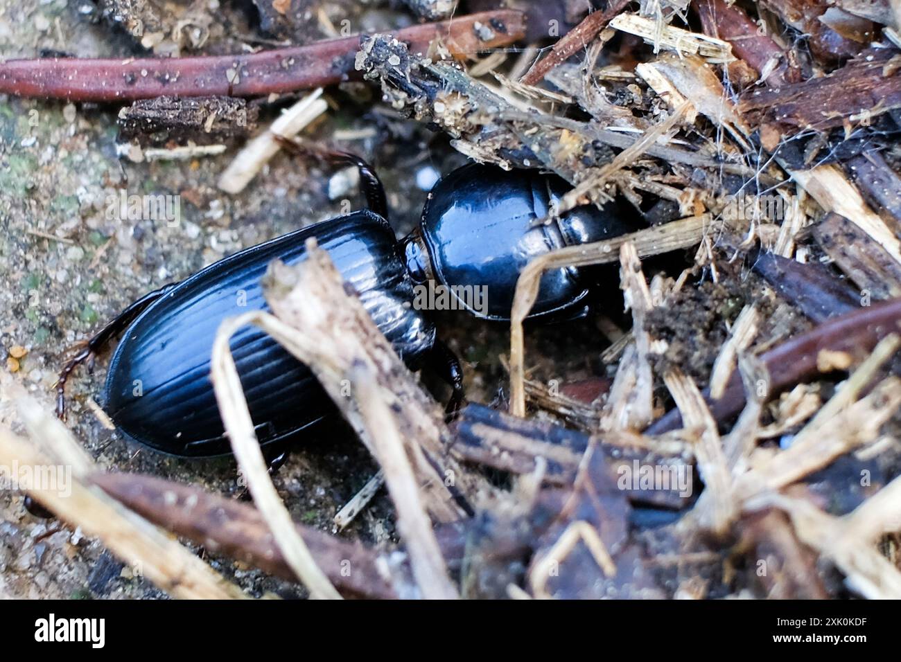 Big-headed Ground Beetle (Scarites subterraneus) Insecta Stock Photo ...