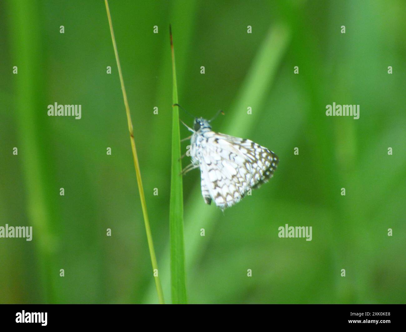 Orcus checkered skipper hi-res stock photography and images - Alamy