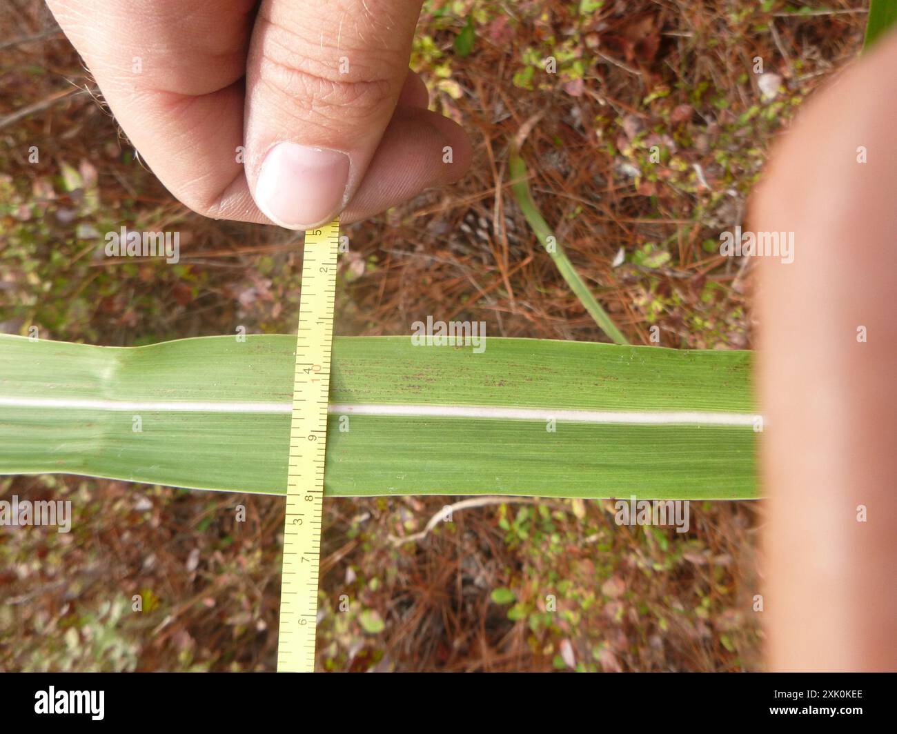 woolly beardgrass (Erianthus alopecuroides) Plantae Stock Photo - Alamy