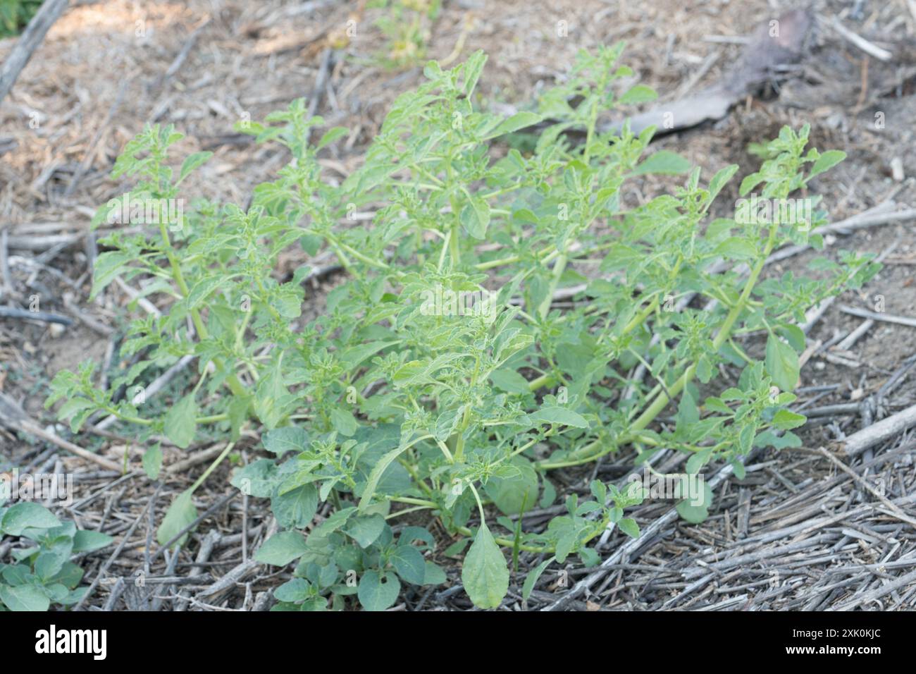prostrate pigweed (Amaranthus albus) Plantae Stock Photo - Alamy