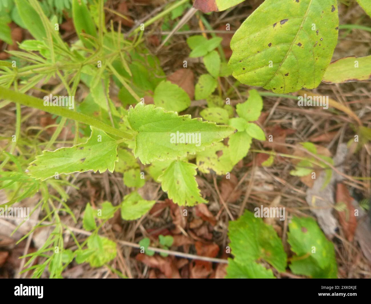smaller white snakeroot (Ageratina aromatica) Plantae Stock Photo - Alamy