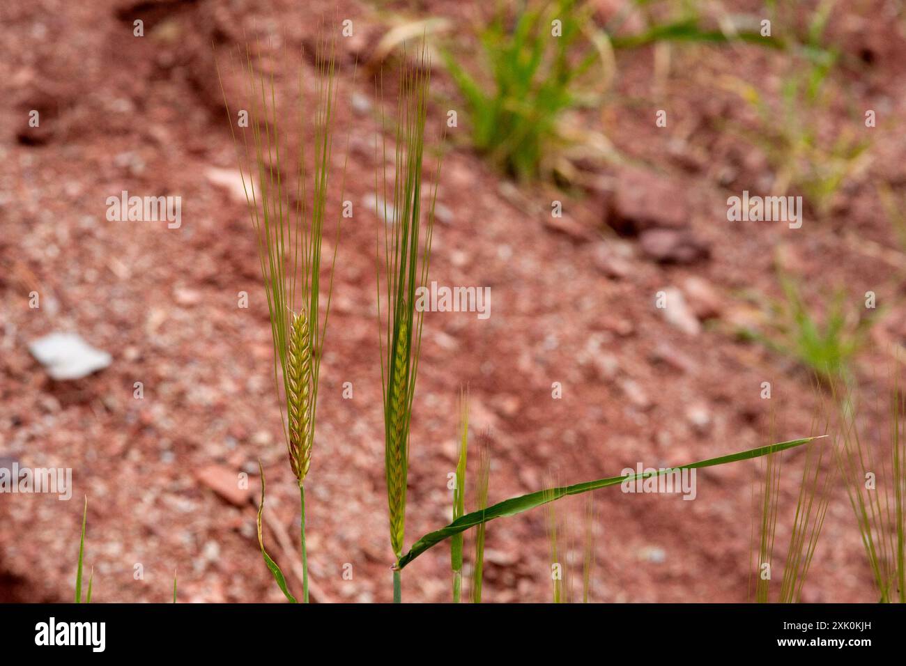 Common Barley (Hordeum vulgare) Plantae Stock Photo - Alamy