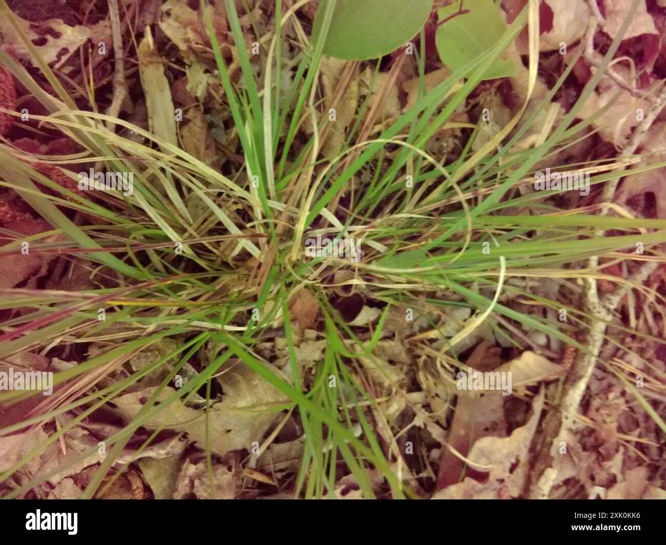 Poverty oatgrass (Danthonia spicata) Plantae Stock Photo - Alamy