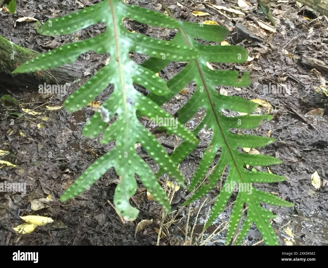 Kangaroo Fern (Microsorum pustulatum pustulatum) Plantae Stock Photo ...