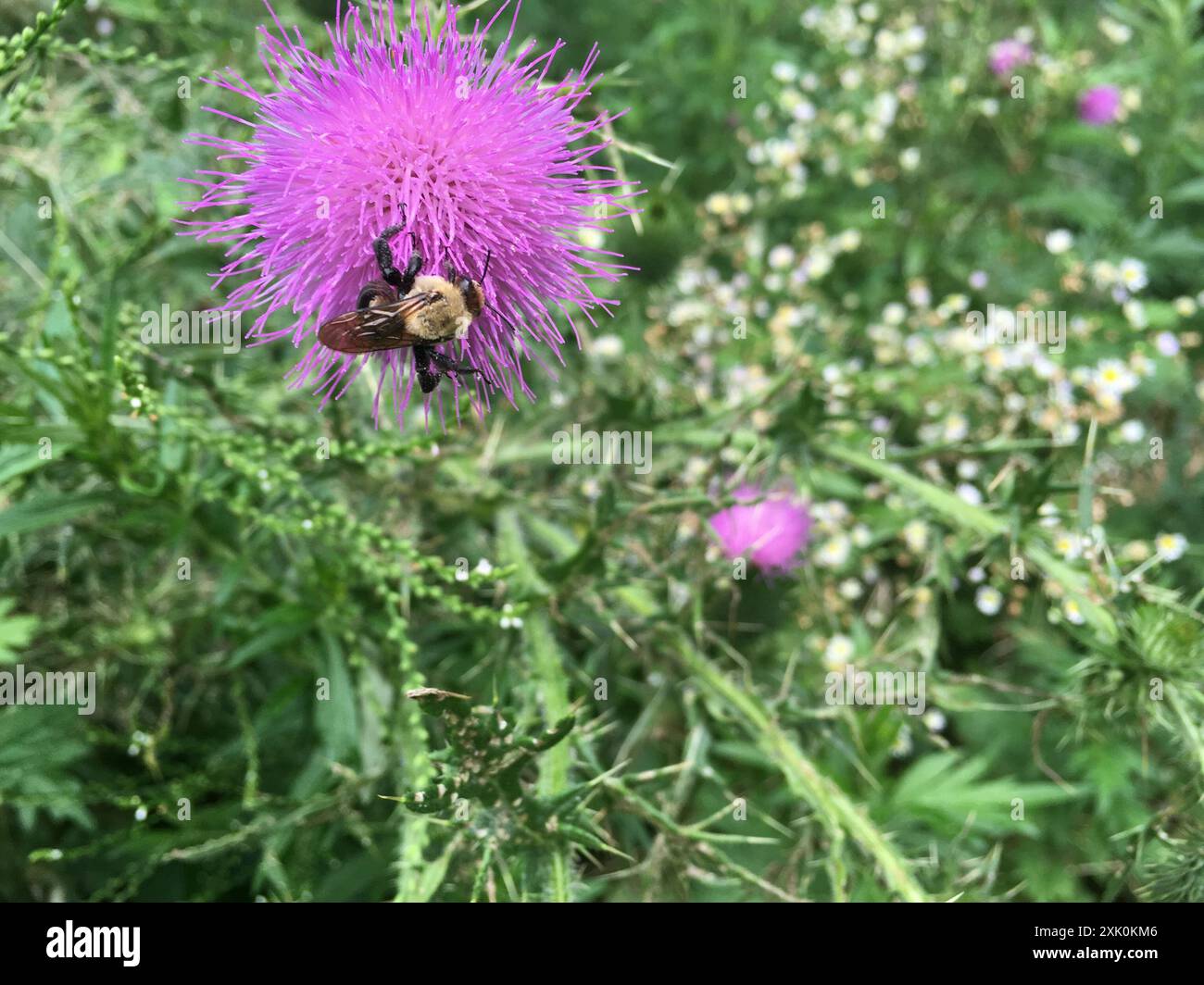 Hibiscus Turret Bee (Ptilothrix bombiformis) Insecta Stock Photo - Alamy