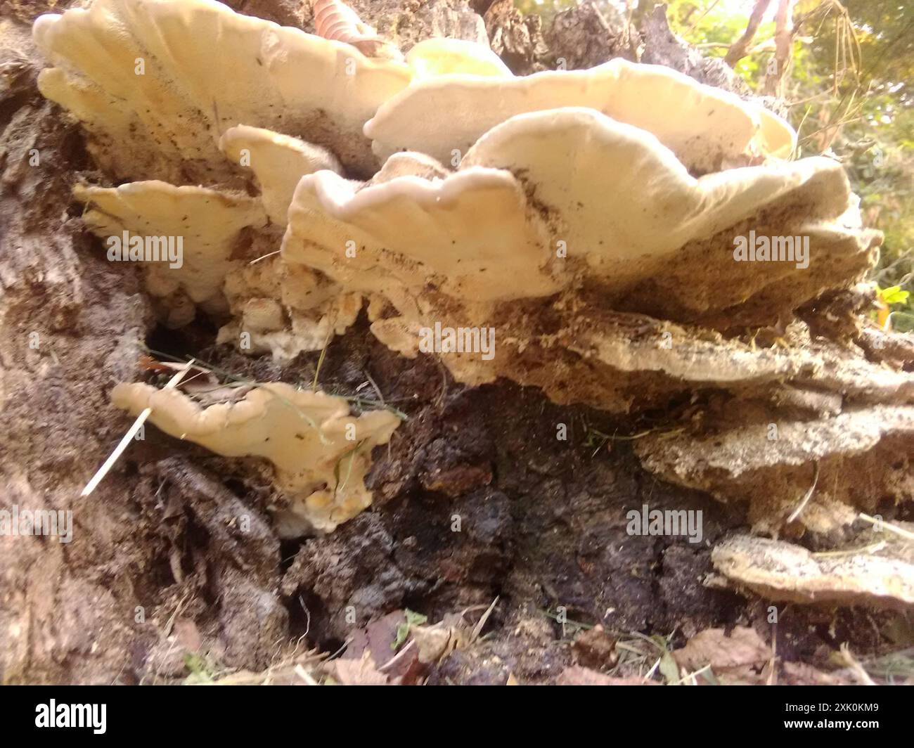 shelf fungi (Polyporales) Fungi Stock Photo - Alamy