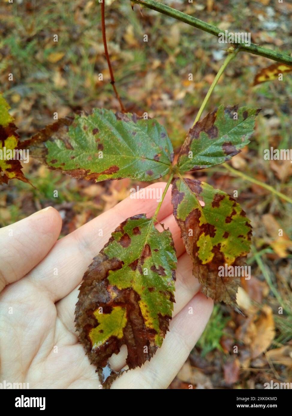 Blackberry Knot Gall Wasp (Diastrophus nebulosus) Insecta Stock Photo ...