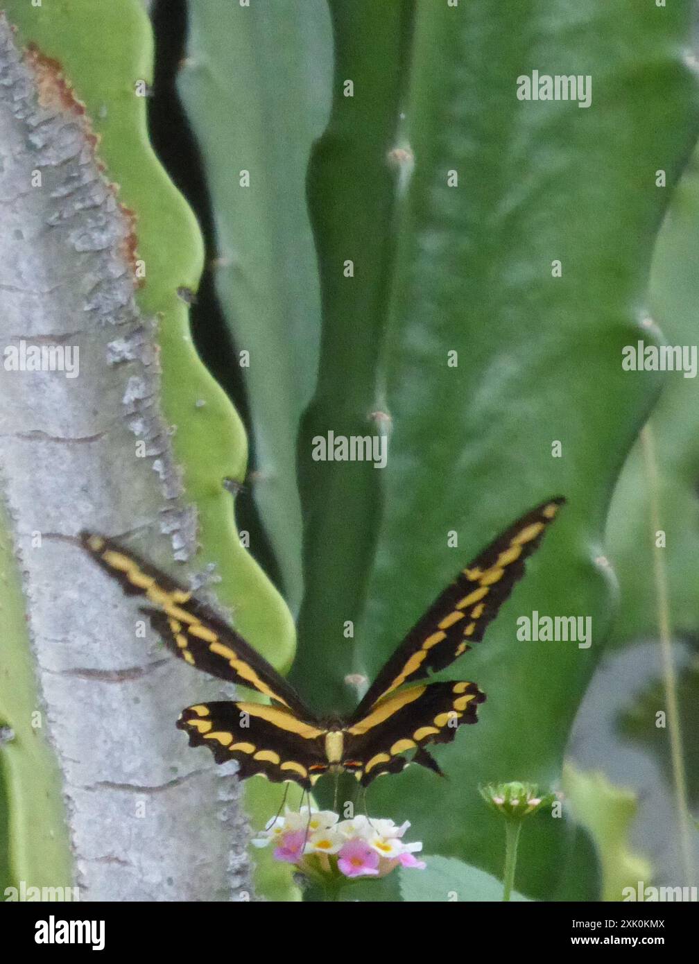 Western Giant Swallowtail (Heraclides rumiko) Insecta Stock Photo - Alamy