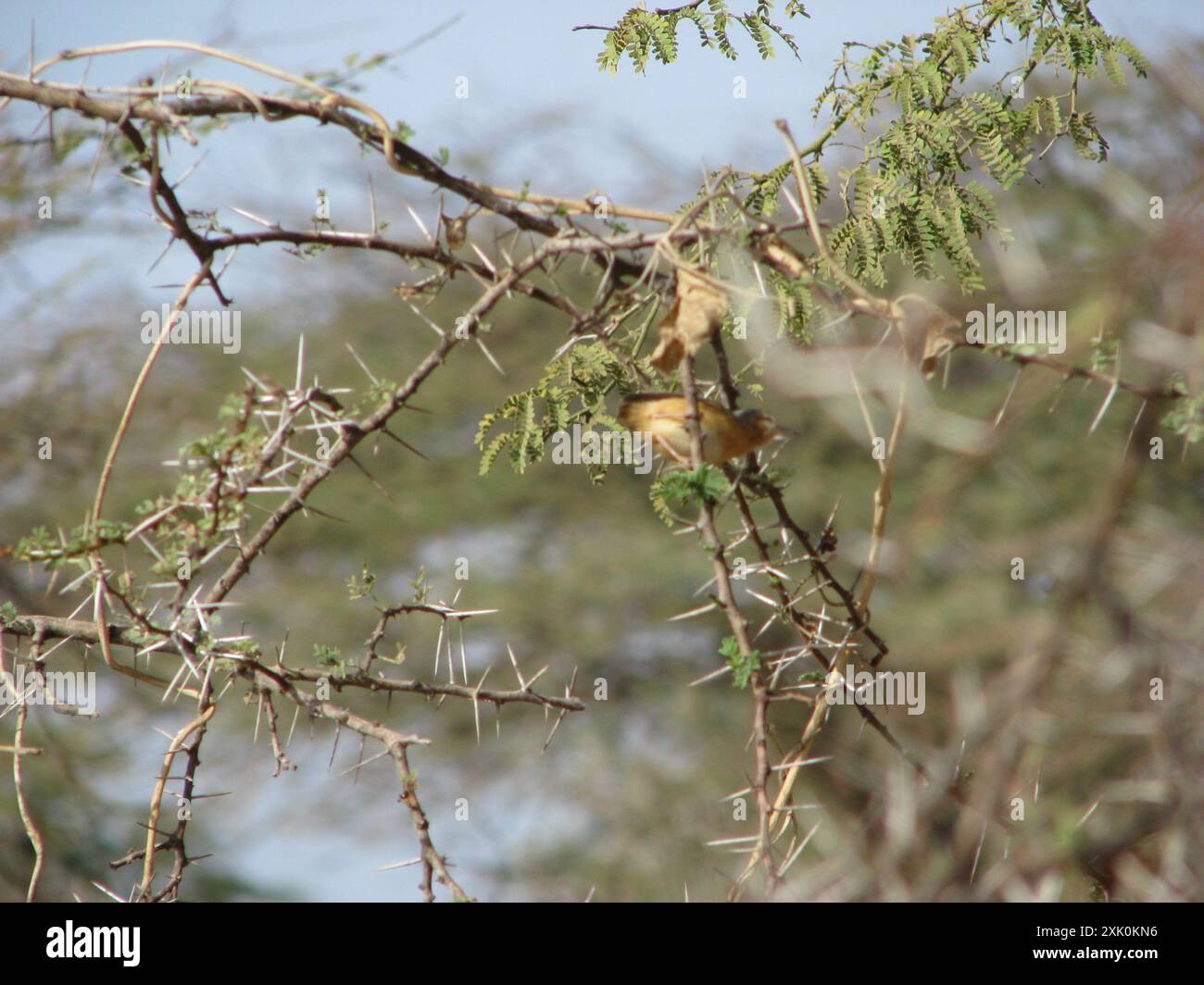 Sylvietta brachyura hi-res stock photography and images - Alamy