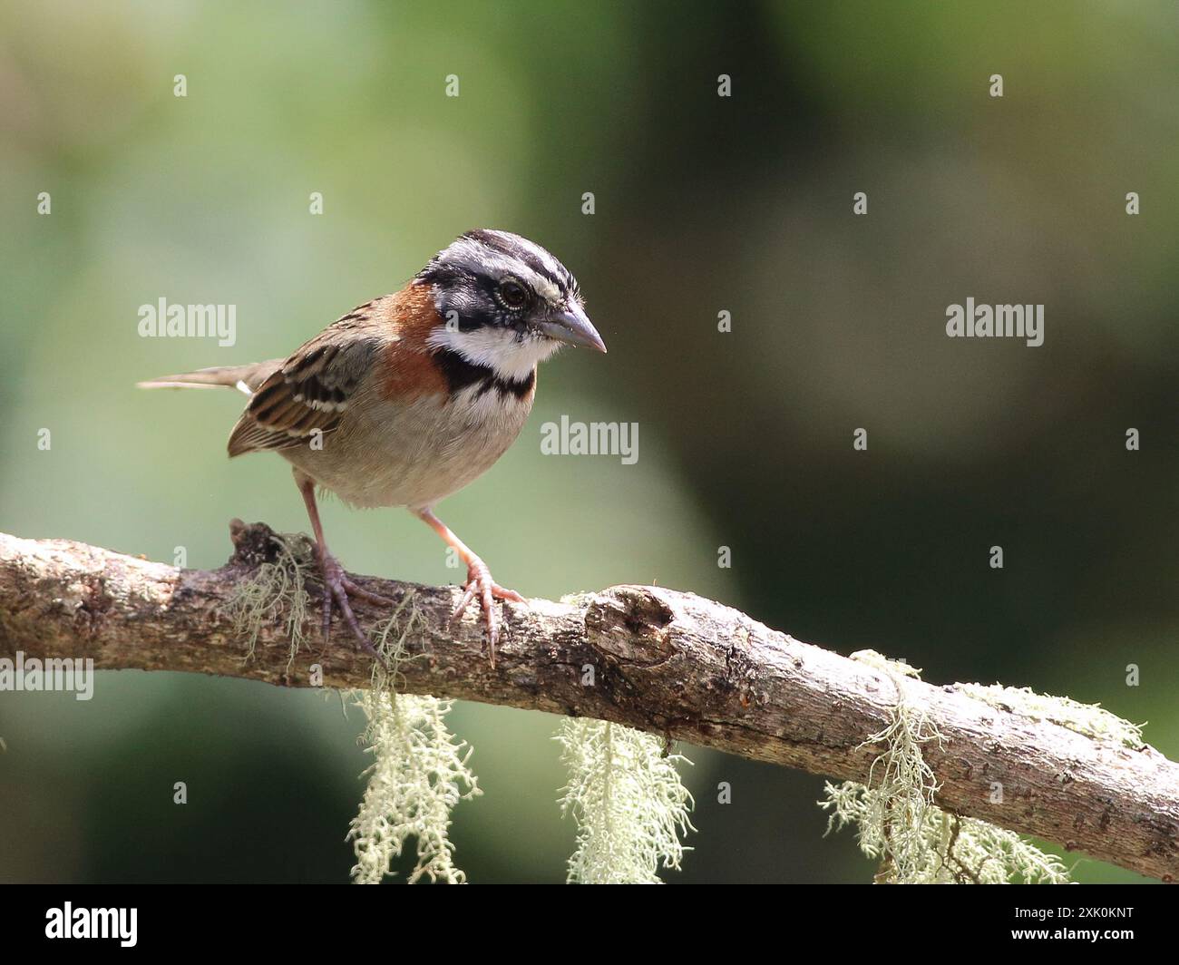 Rufous-collared Sparrow (Zonotrichia capensis) Aves Stock Photo - Alamy