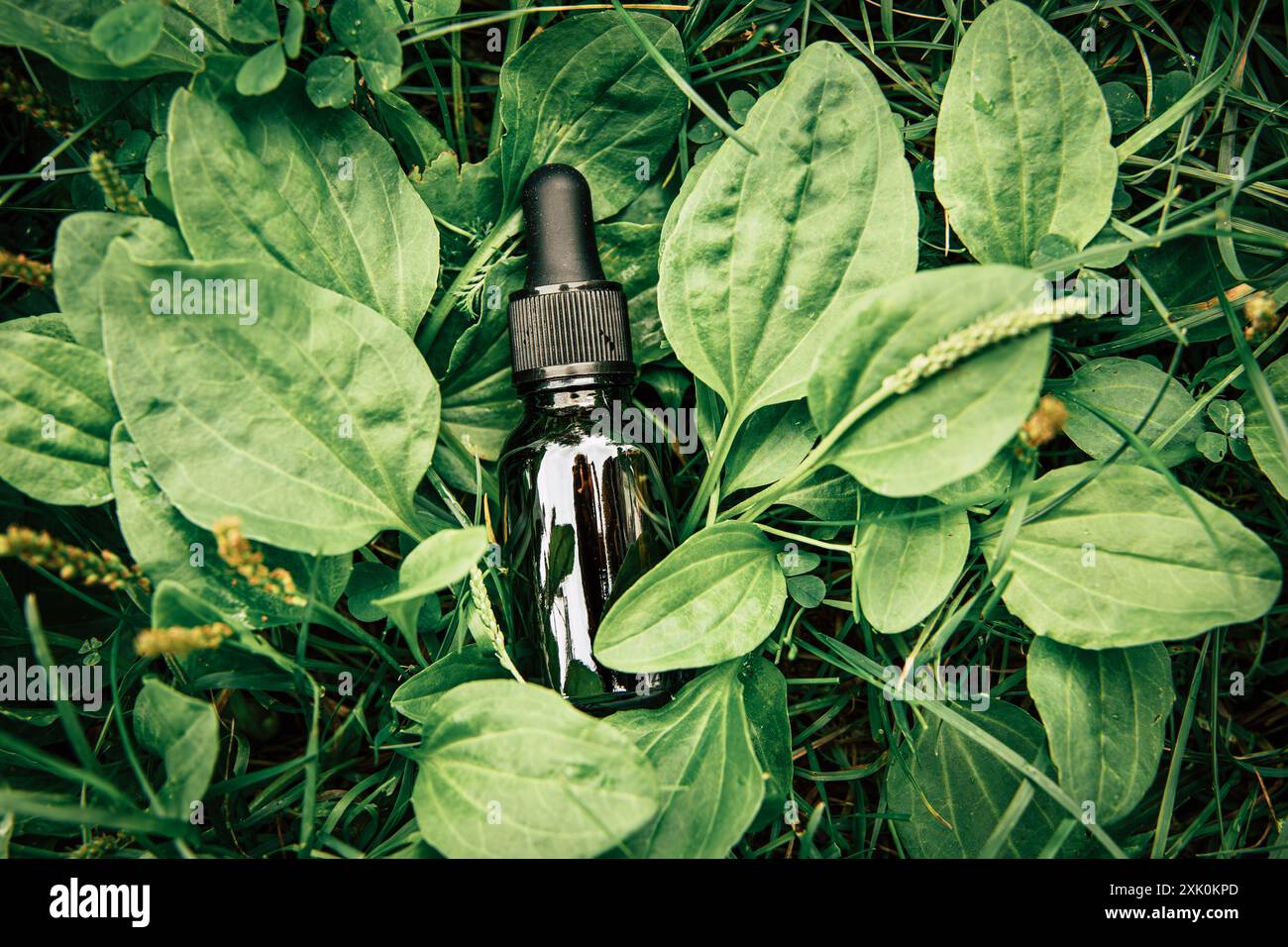 Plantain or Plantago major tincture in brown pipette bottle, decorated ...
