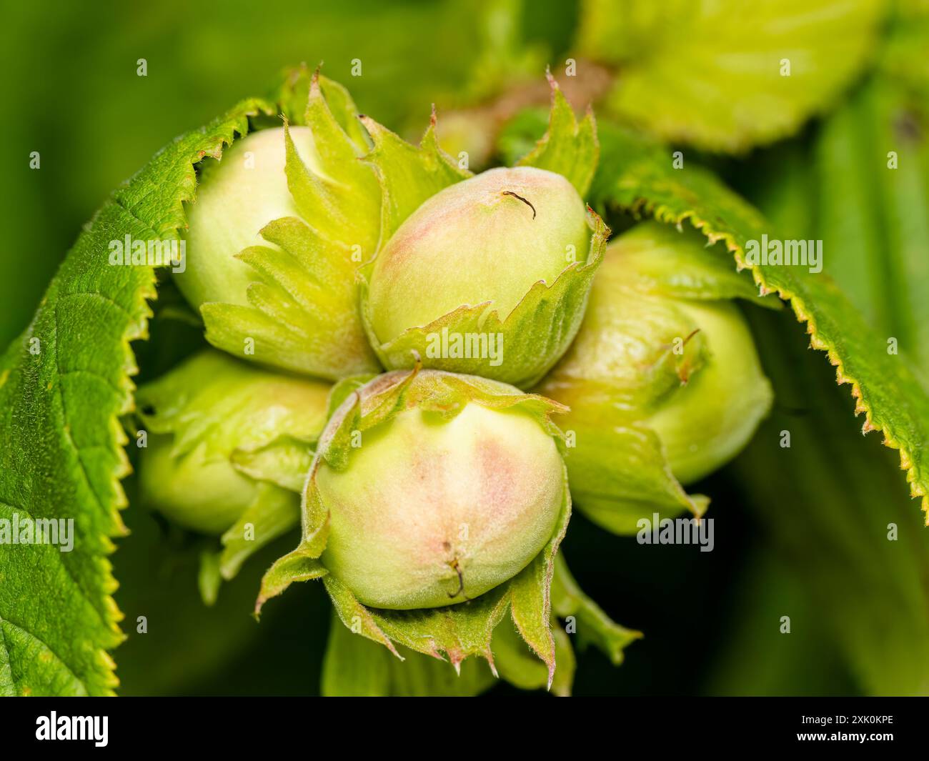 Hazel nuts in uk hi-res stock photography and images - Alamy