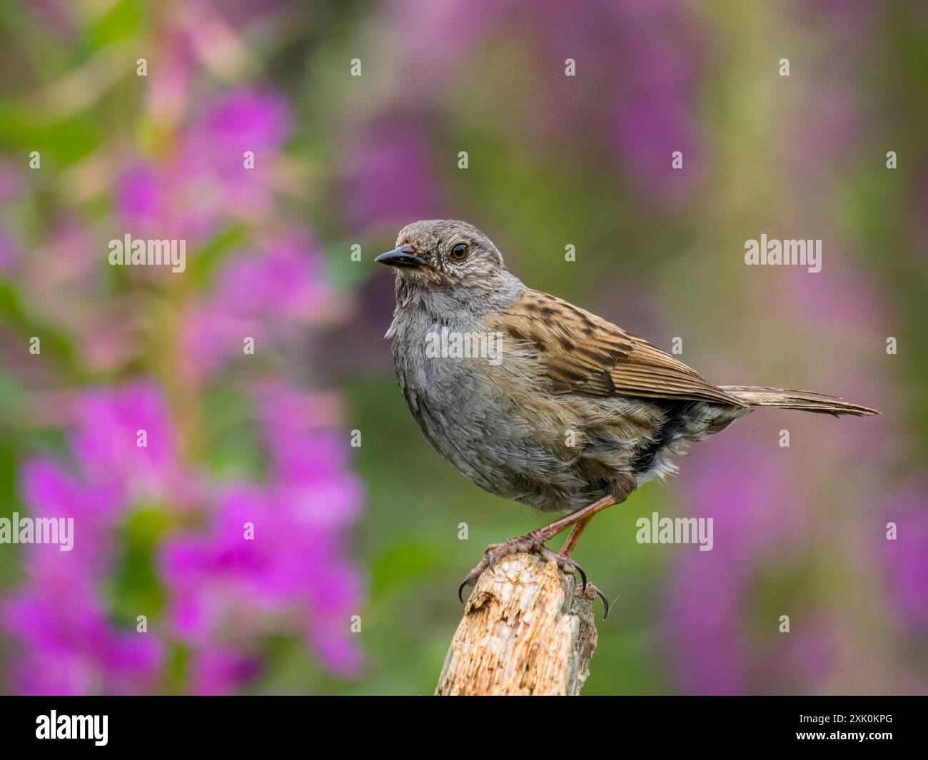 Uk summer birds hi-res stock photography and images - Alamy