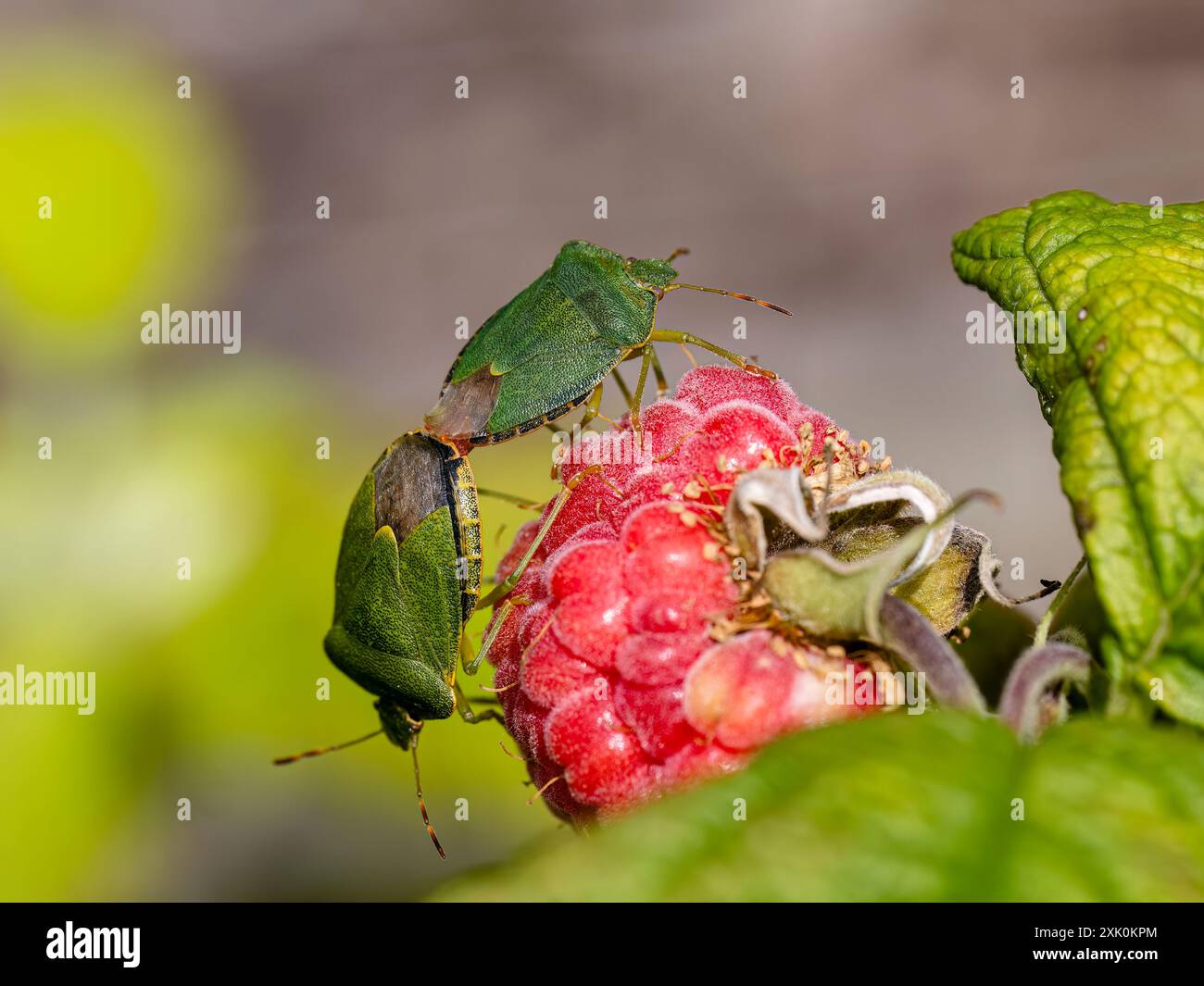 Common green shield bugs in summer in mid Wales Stock Photo - Alamy