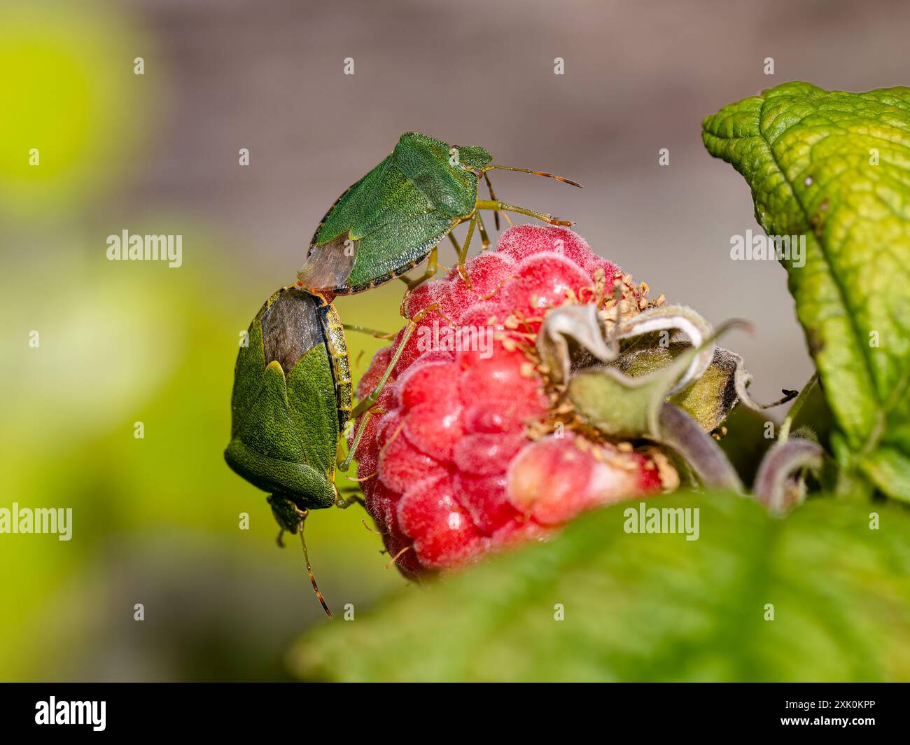 Common green shield bugs in summer in mid Wales Stock Photo - Alamy